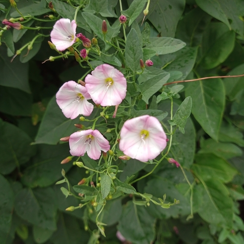 field bindweed (Lacamas Prairie Non-Native Species) · iNaturalist