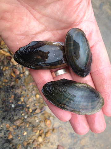 River Mussels (Battle hill Farm aquatic stream animals) · iNaturalist