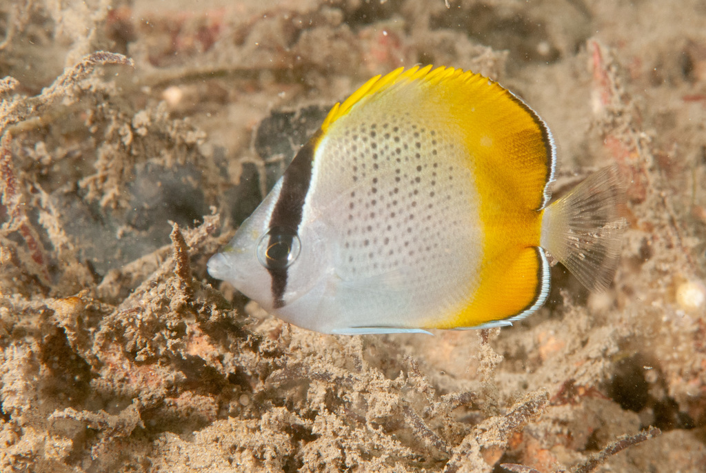 Gunther's Butterflyfish (Fishes of Chowder Bay, Sydney, Australia ...