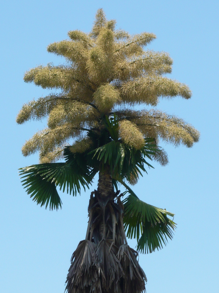 talipot palm (Corypha umbraculifera) - Botanical Realm