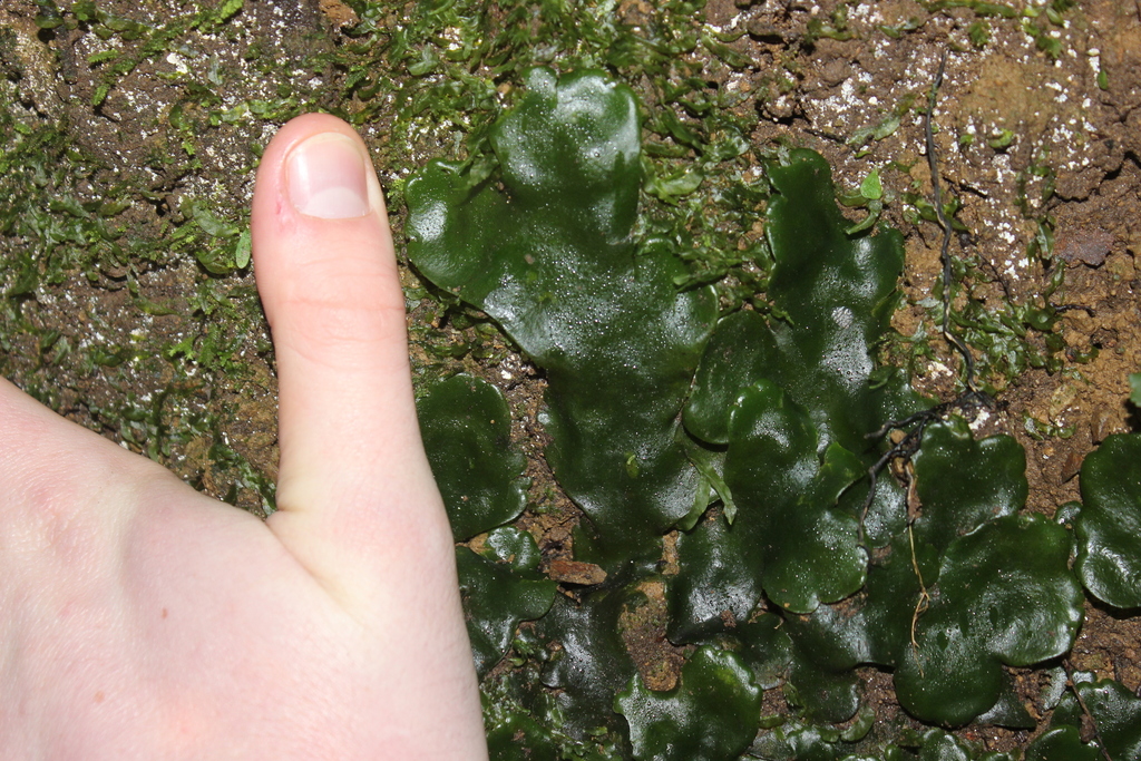 Monoclea forsteri from Wilton, Wellington, New Zealand on August 1 ...