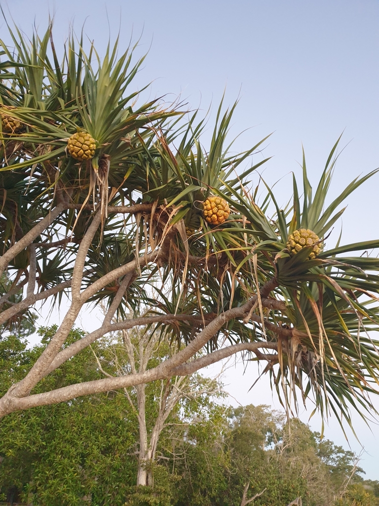 thatch screwpine from Point Vernon QLD 4655, Australia on August 01 ...