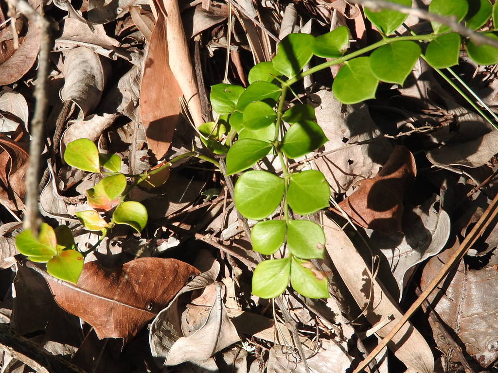 conkerberry from Hervey Bay QLD 4655, Australia on July 31, 2021 at 11: ...