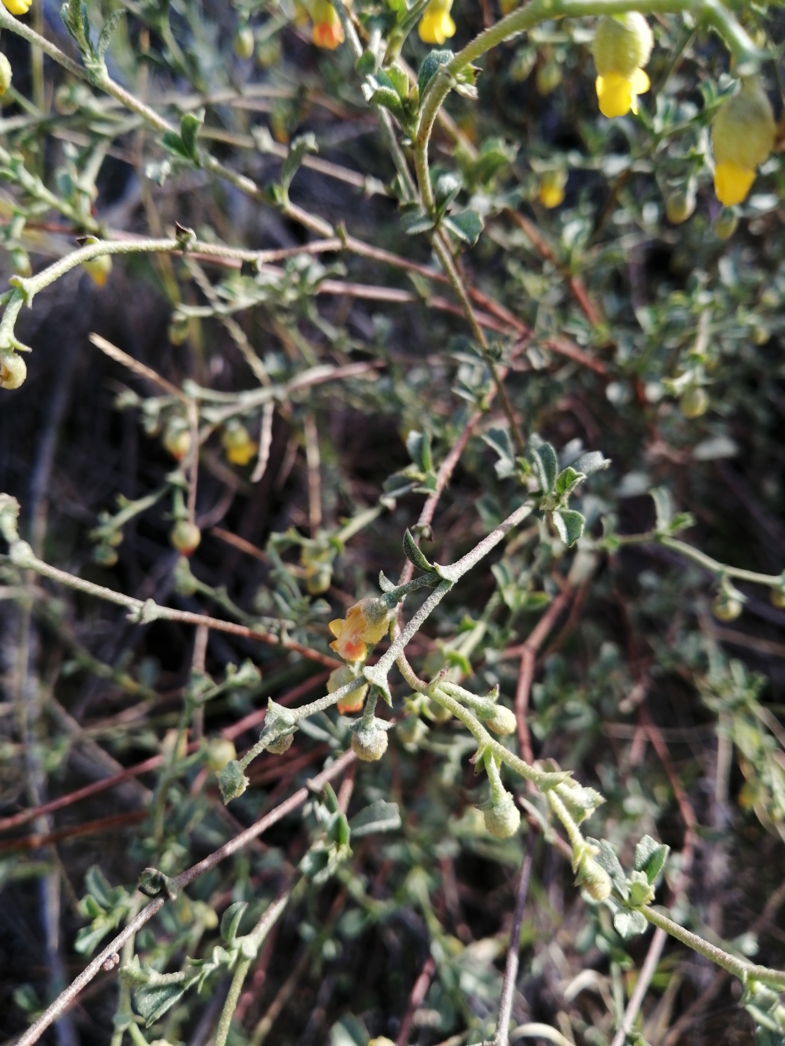 Hermannia cuneifolia Jacq.