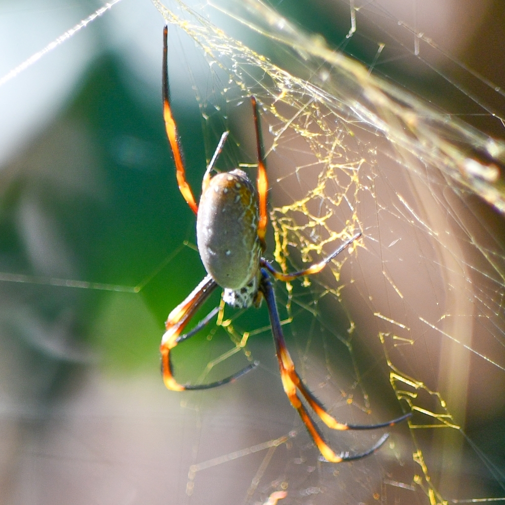 Tiger Spider from Chermside QLD 4032, Australia on August 1, 2021 at 12 ...