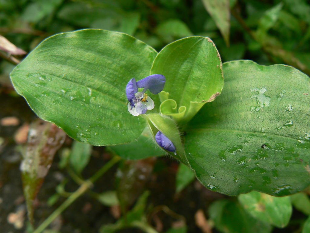 tropical spiderwort (Marshes, swamp and Riverside vegetation of Khandwa ...