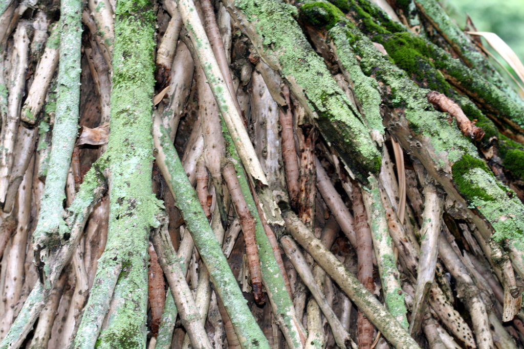 chertochet (Pandanus polycephalus) - Botanical Realm