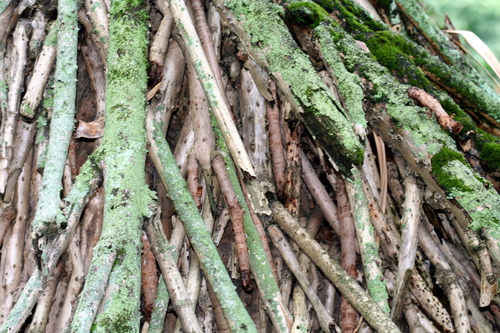 Pandanus polycephalus · iNaturalist Ecuador