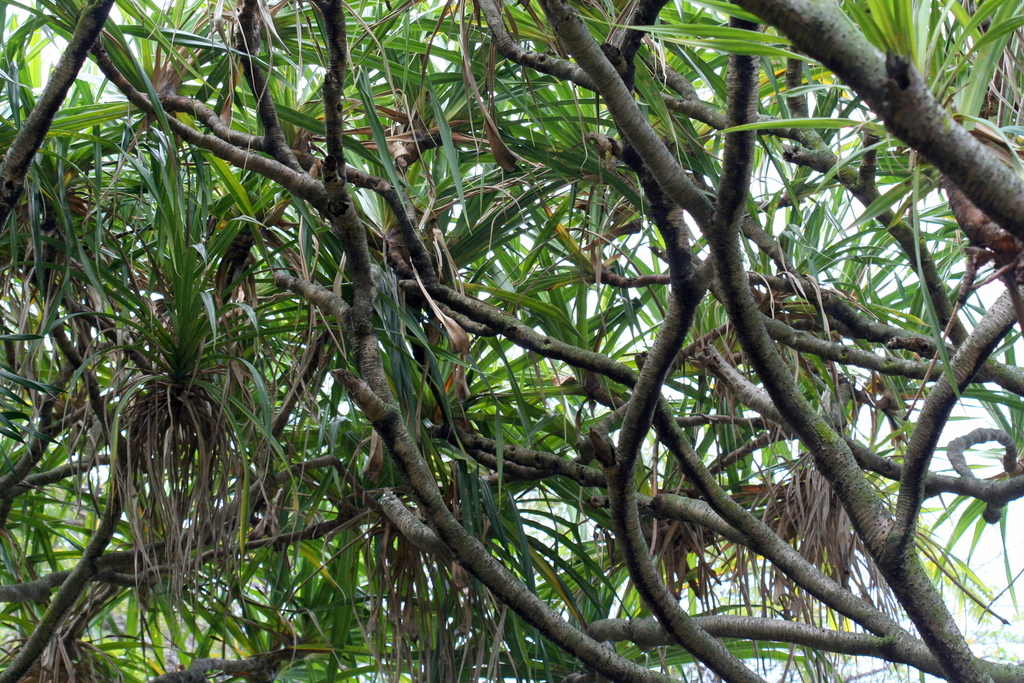 chertochet (Pandanus polycephalus) - Botanical Realm