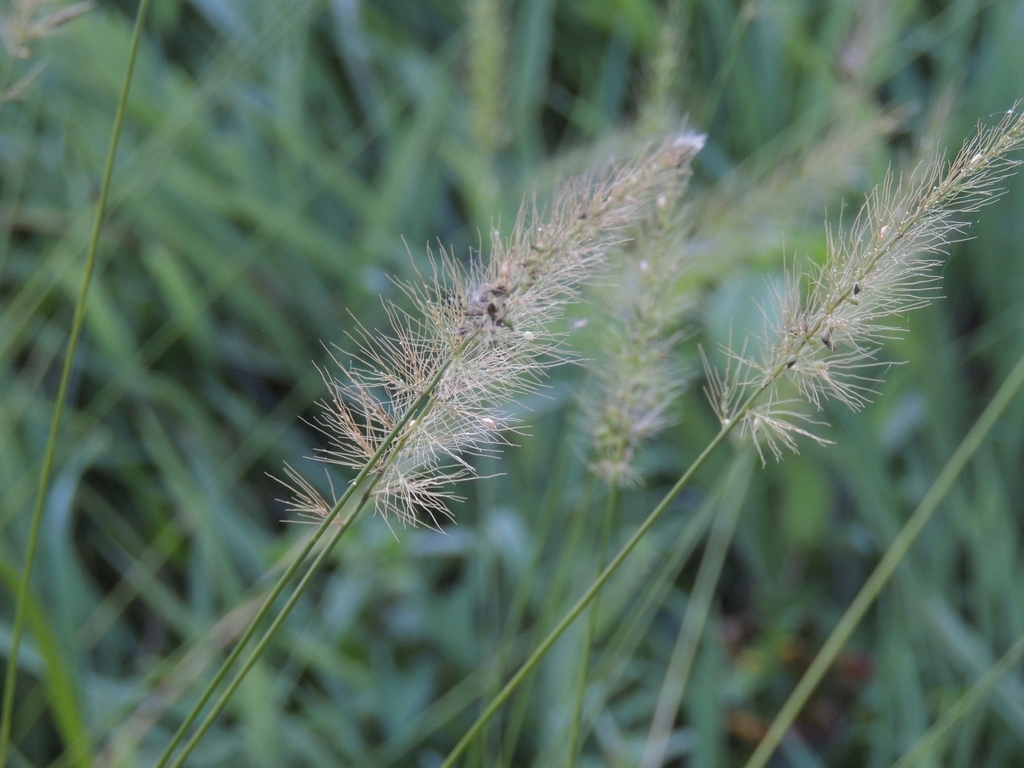 pajita abierta (Plants present in Mazatlan City Nature Challenge ...