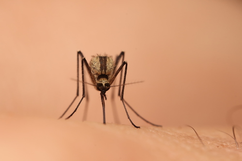 Aedes pionips · iNaturalist