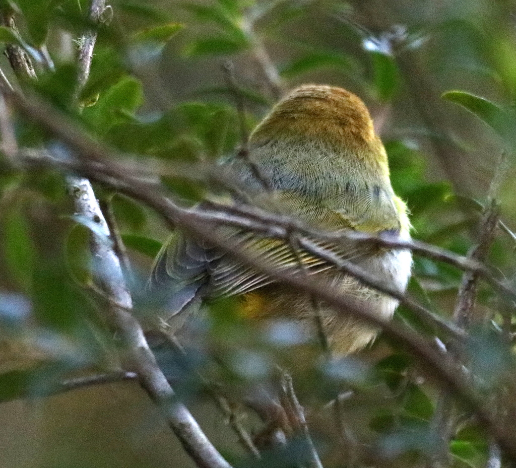 Yellow-throated Woodland-Warbler from Garden Route Botanical Garden on ...