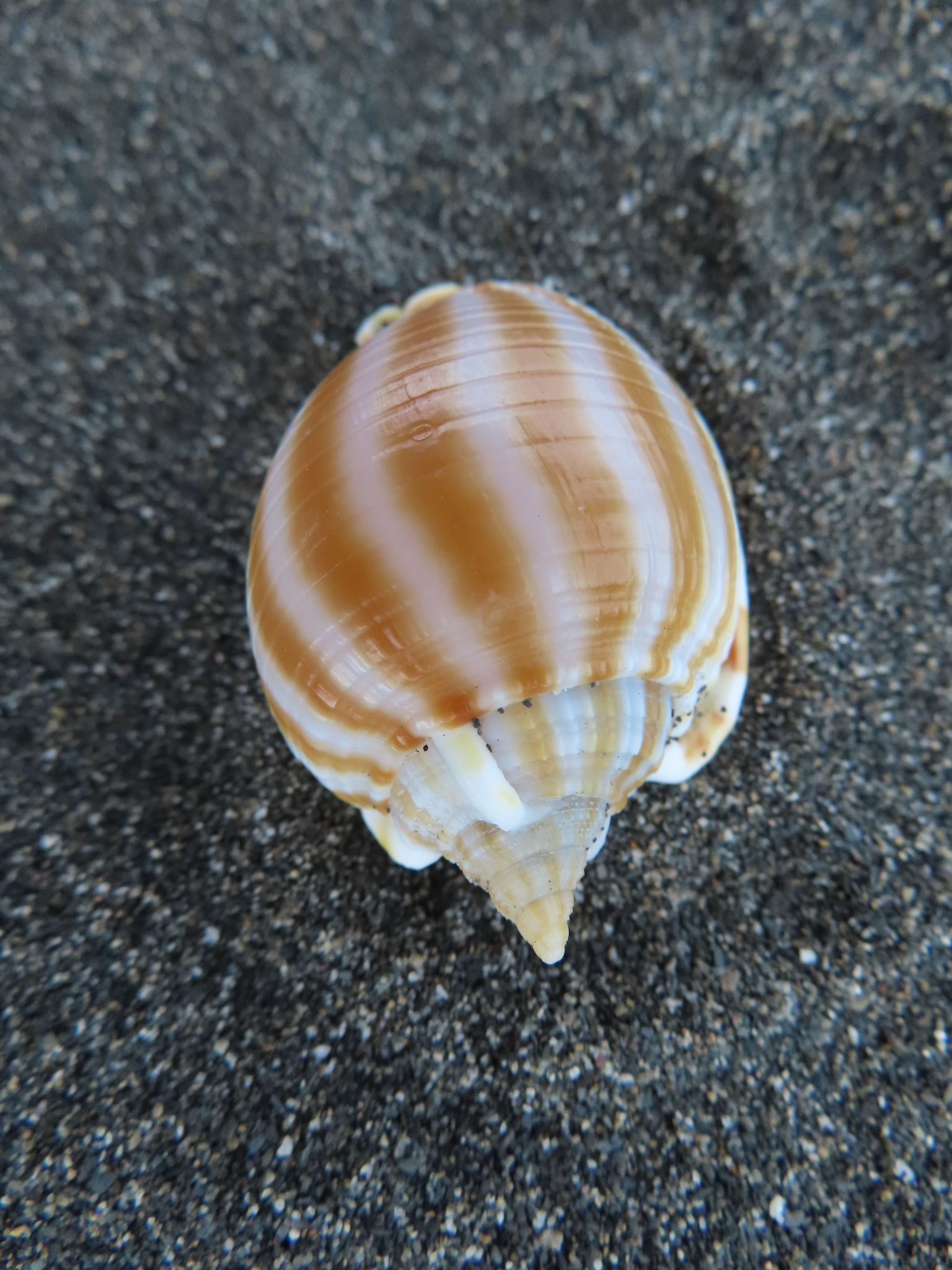 Phalium flammiferum (Röding, 1798)