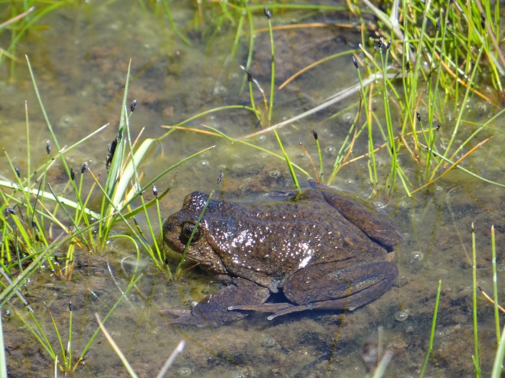 Pehuenche Spiny-chest Frog in December 2012 by Guillermo Debandi ...