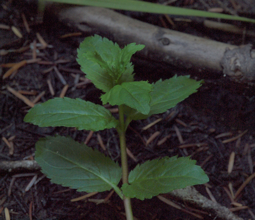 American brooklime (Plants of Lory State Park) · iNaturalist