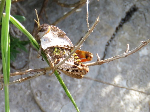 Prionotropis appula · iNaturalist
