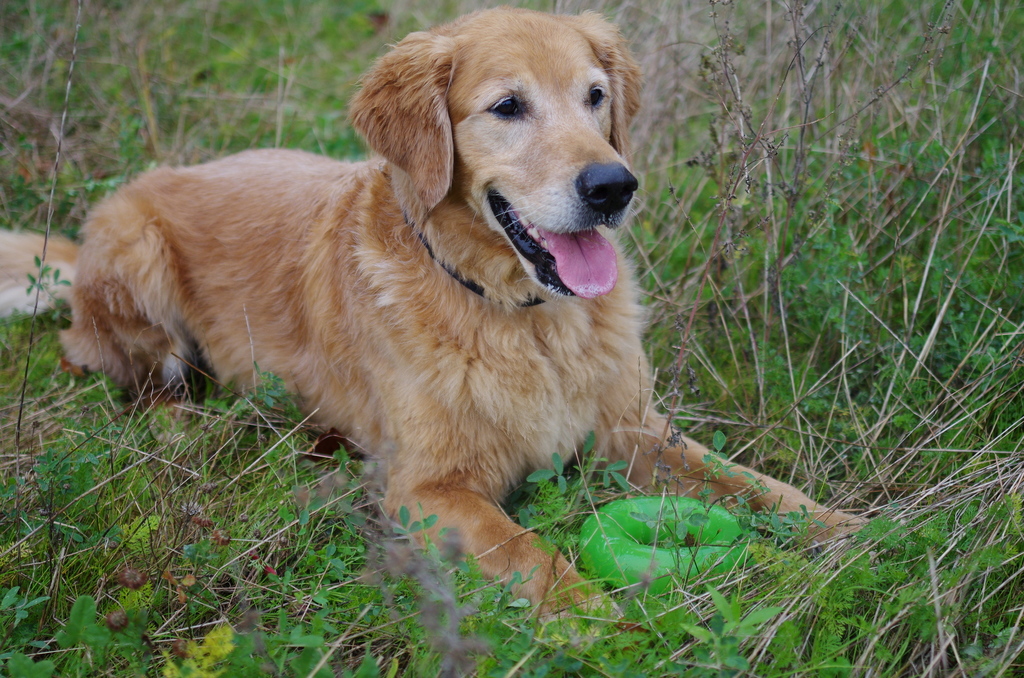 Western Domestic Dog (Canis familiaris familiaris) - Know Your Mammals