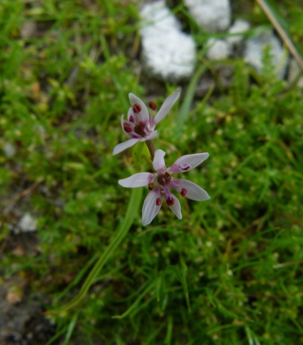 Wurmbea monantha · iNaturalist