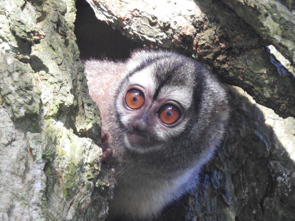 Panamanian Night Monkey (Aotus zonalis) - Know Your Mammals