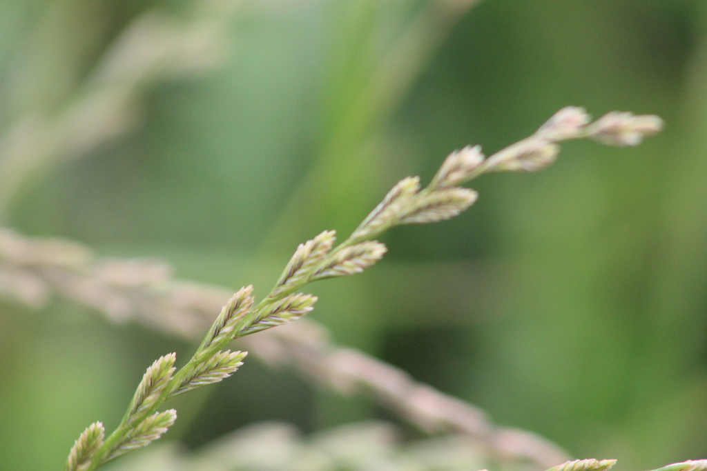 Ryegrasses from Grapevine, TX 76051, USA on May 15, 2020 at 08:56 AM by ...