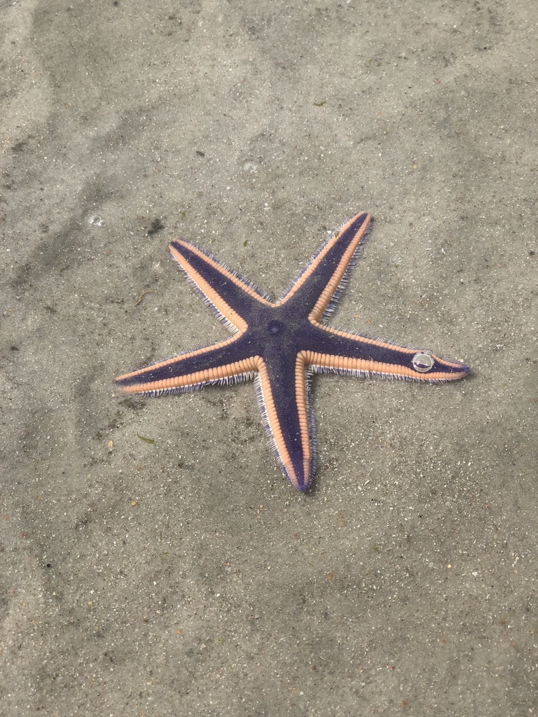 Flat Sea Star from Anastasia Island, FL, US on August 1, 2021 at 10:41 ...
