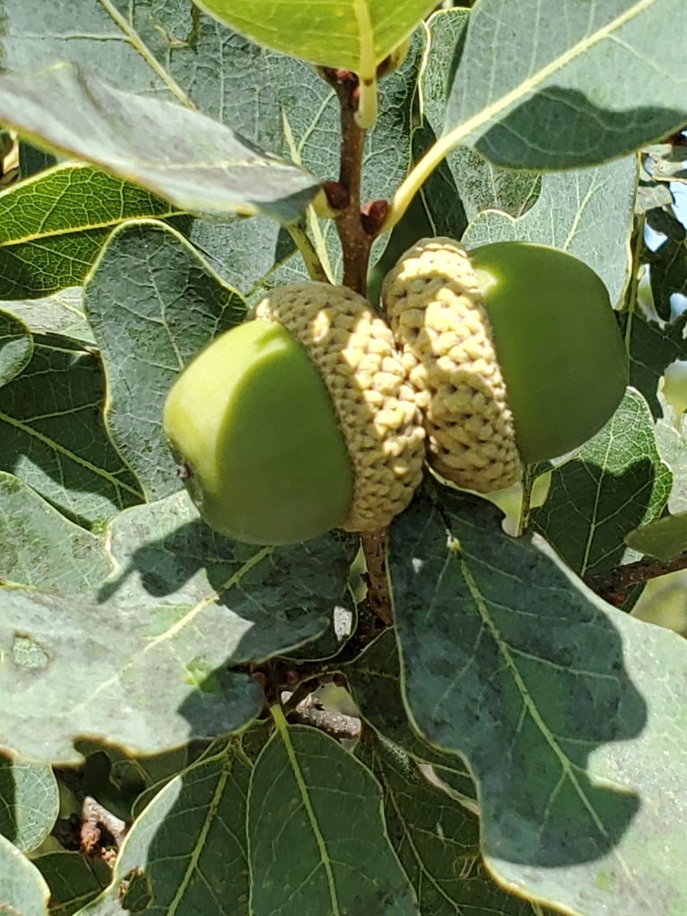Lacey Oak from Edwards County, US-TX, US on August 1, 2021 at 10:54 AM ...