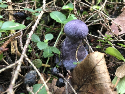 Observations by kady_bird · iNaturalist