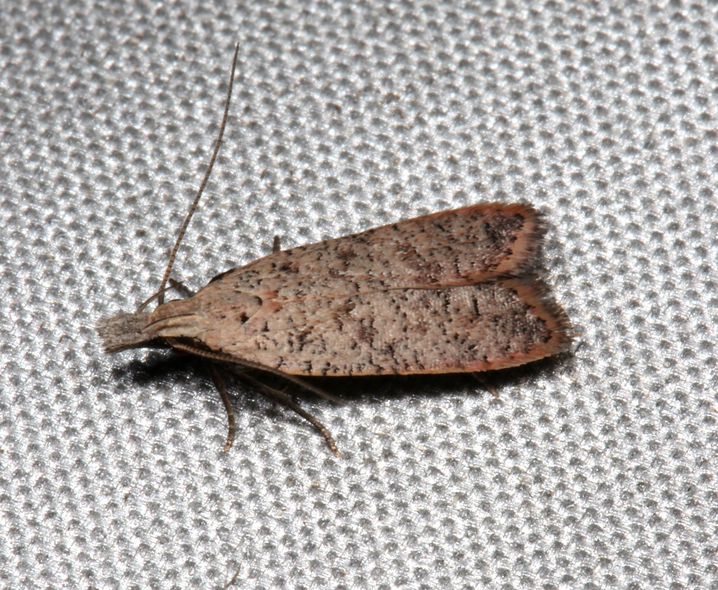 Autumn Cluster Moth from Bull Hill, Tinonee NSW 2430, Australia on ...