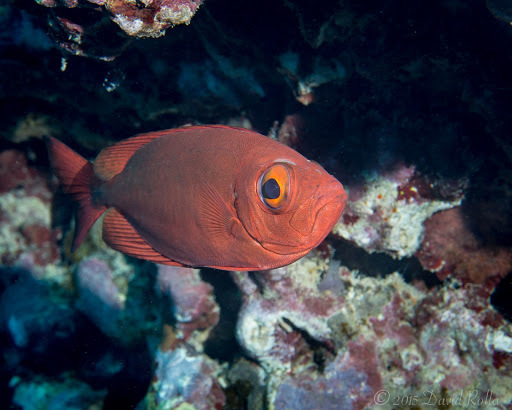 Bigeyes (Priacanthidae) - Marine Life Identification