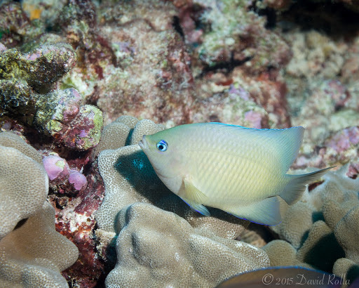 Blue-eye Damsel (Reef Fish of the Hawaiian Islands) · iNaturalist