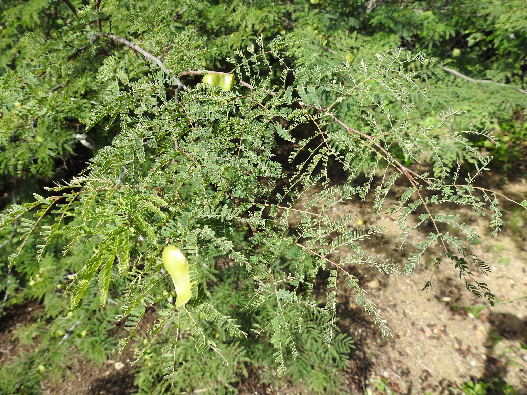 Libidibia coriaria (Jacq.) Schltdl.