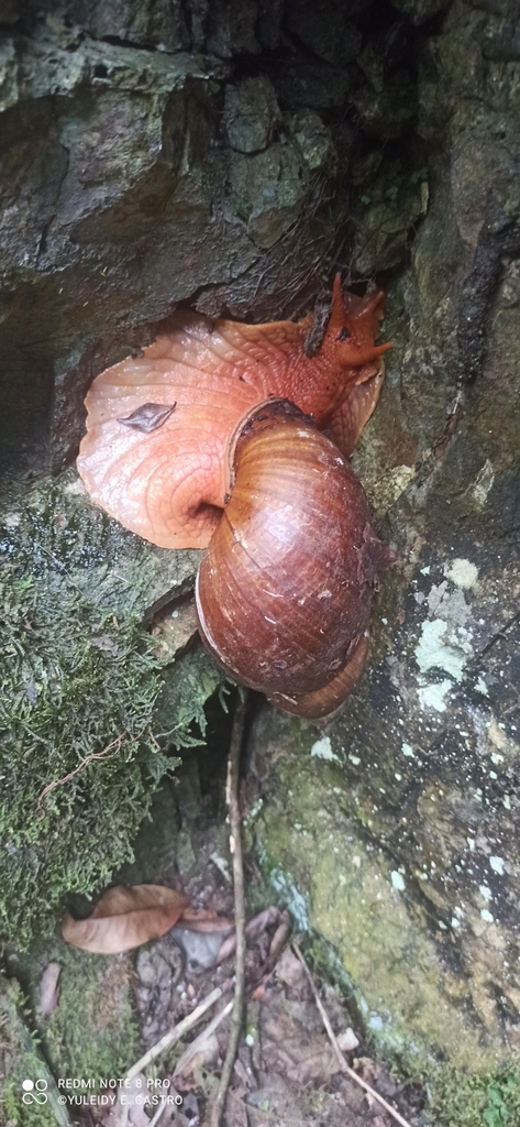 Megalobulimus popelairianus from Zurmi, Ecuador on July 31, 2021 at 09: ...