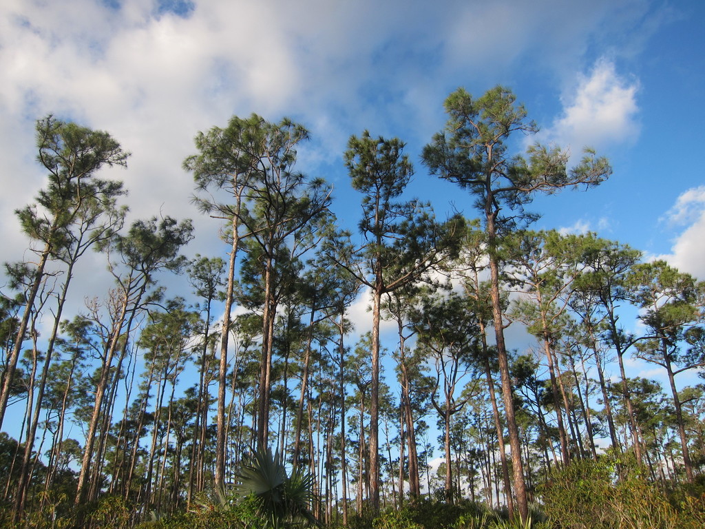 Caribbean pine (Pinus caribaea) - Botanical Realm