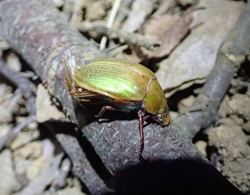 Genus Modialis · iNaturalist