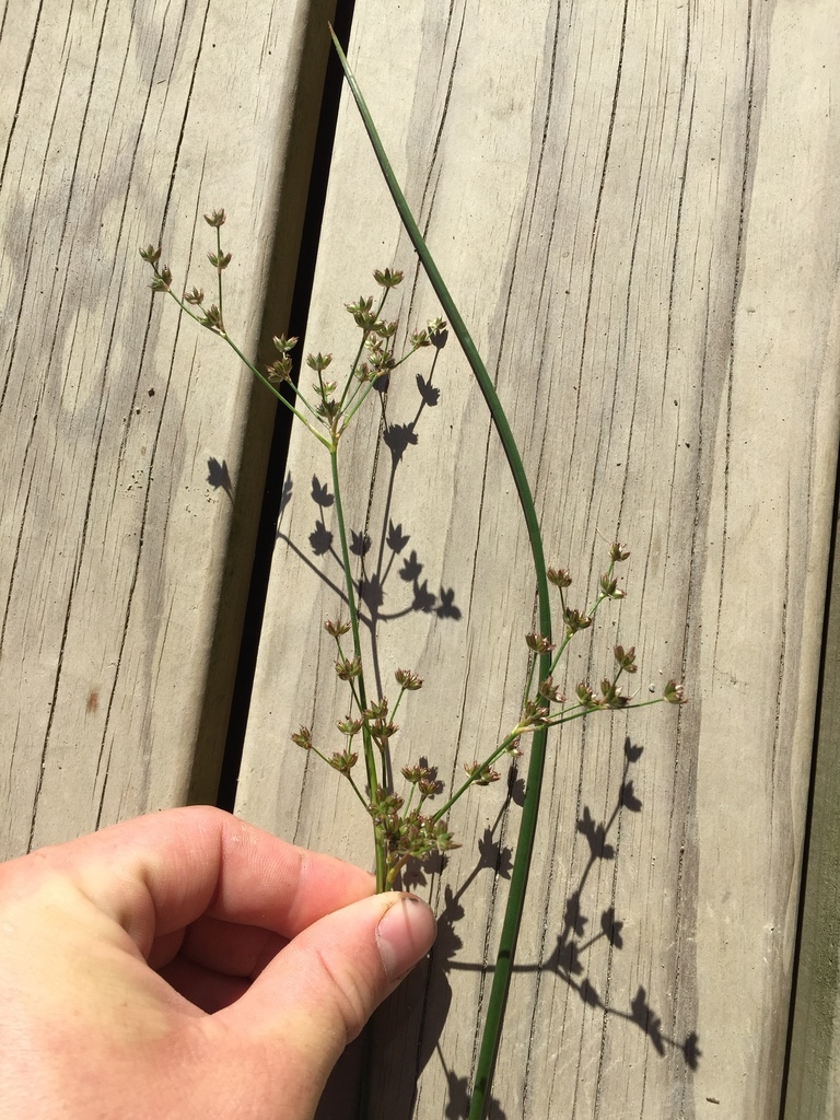 Juncus microcephalus from Kaiwaka, New Zealand on April 04, 2018 at 10: ...
