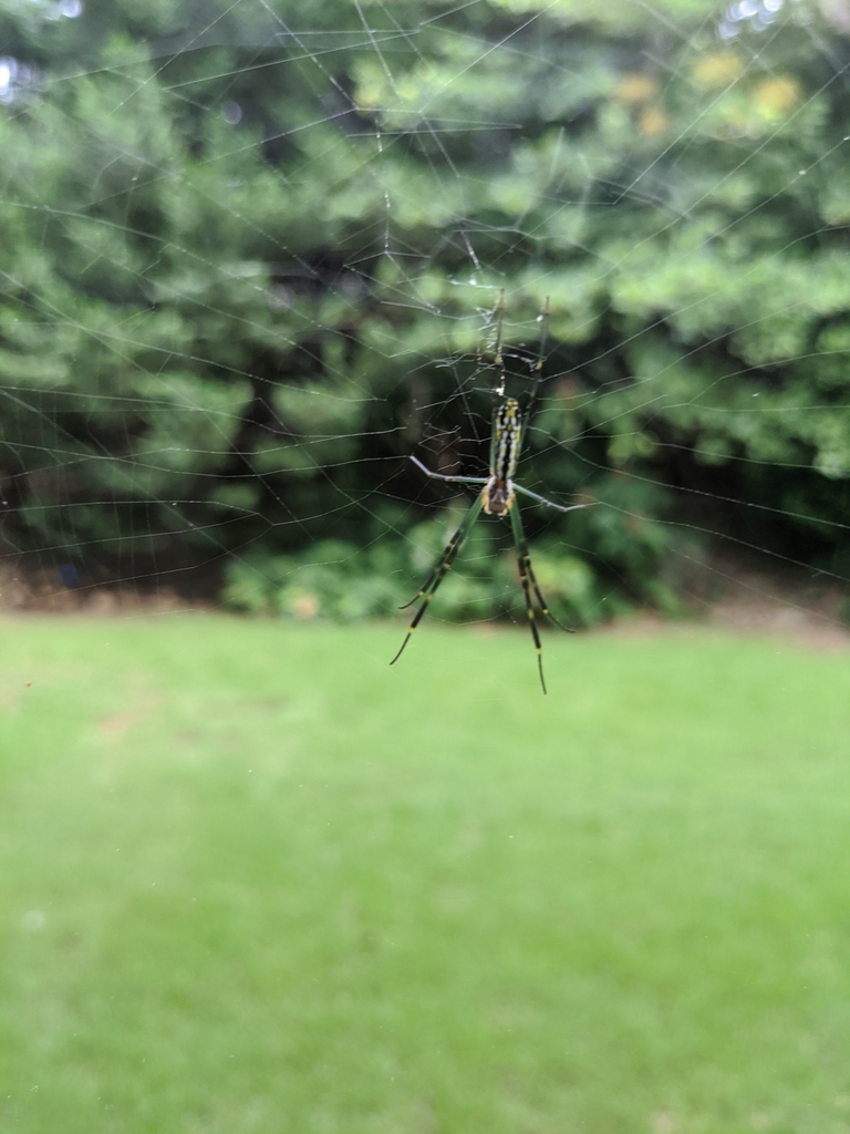 Joro Spider from Alpharetta on August 1, 2021 at 03:29 PM by robearro ...