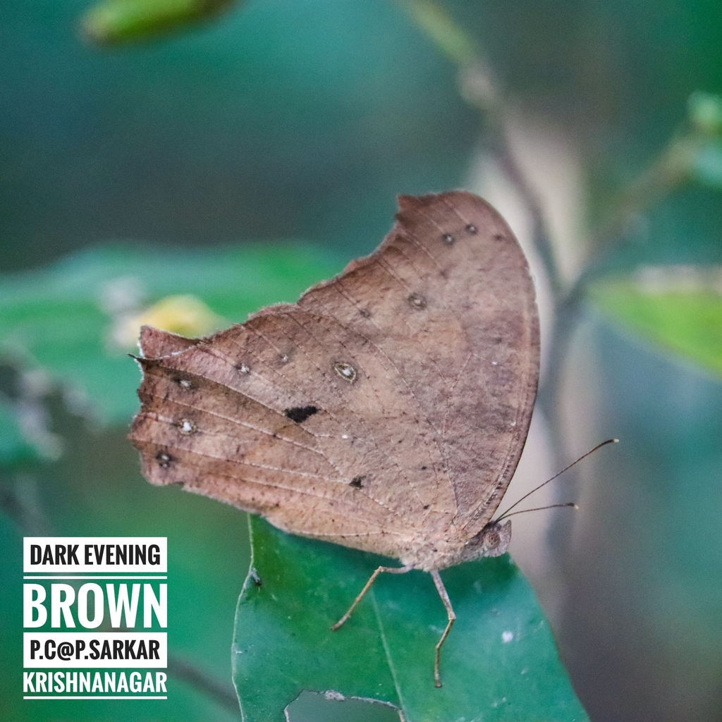 Evening Browns from CH8M+25H Kulgachi Forest, Muchi Fulbaria, West ...