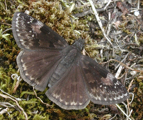 Wild Indigo Duskywing (Butterflies and Skippers of GSMNP) · iNaturalist