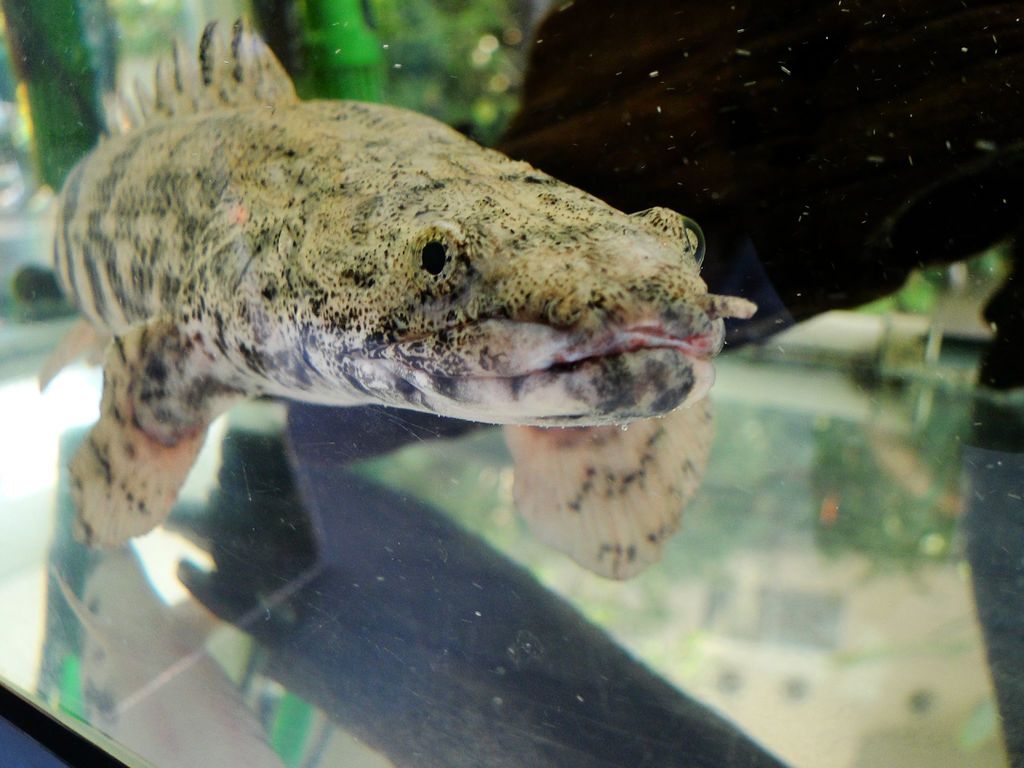 Saddled Bichir (Polypterus endlicherii) - Marine Life Identification