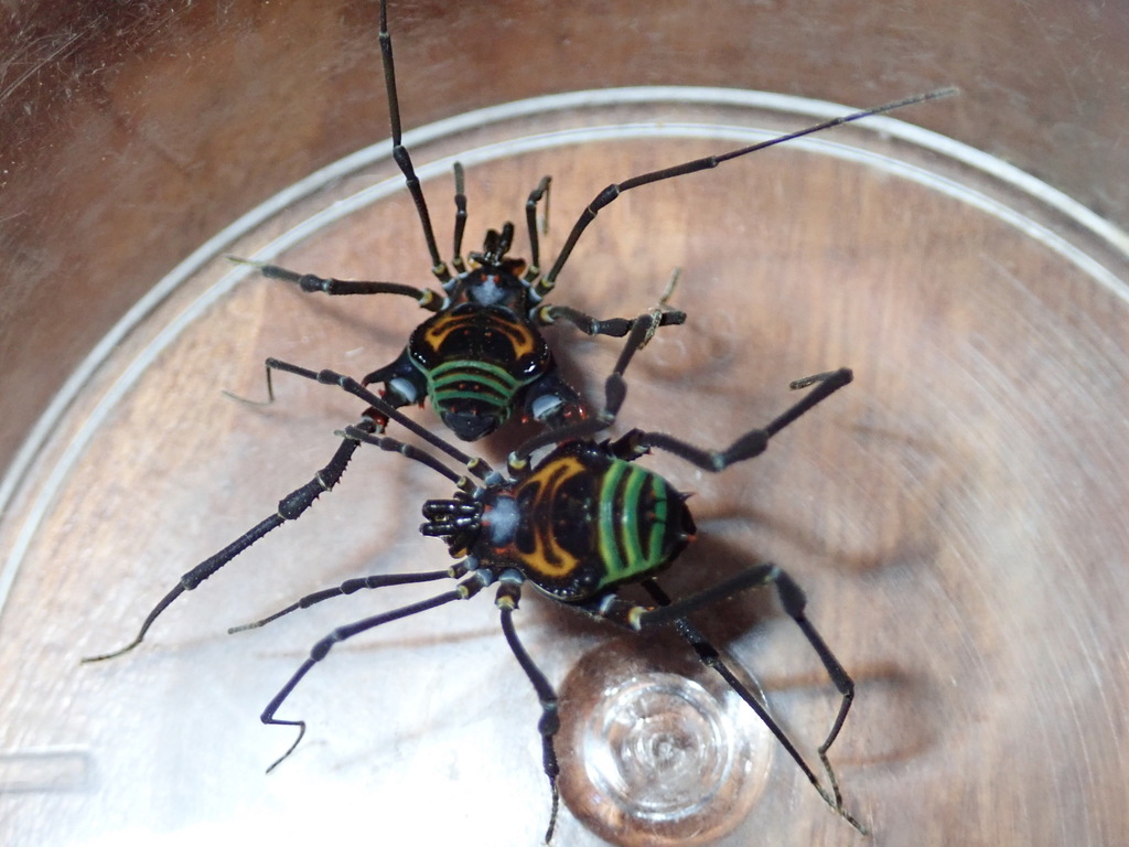 Opilión (Naturaleza en el Refugio del Agua-Mallín de Barrio Norte-VLA ...