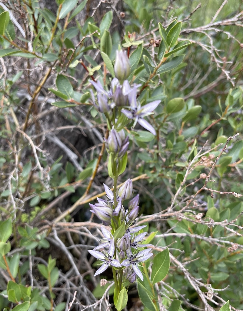 felwort from Fairplay, CO, US on August 1, 2021 at 03:09 PM by Jolie ...