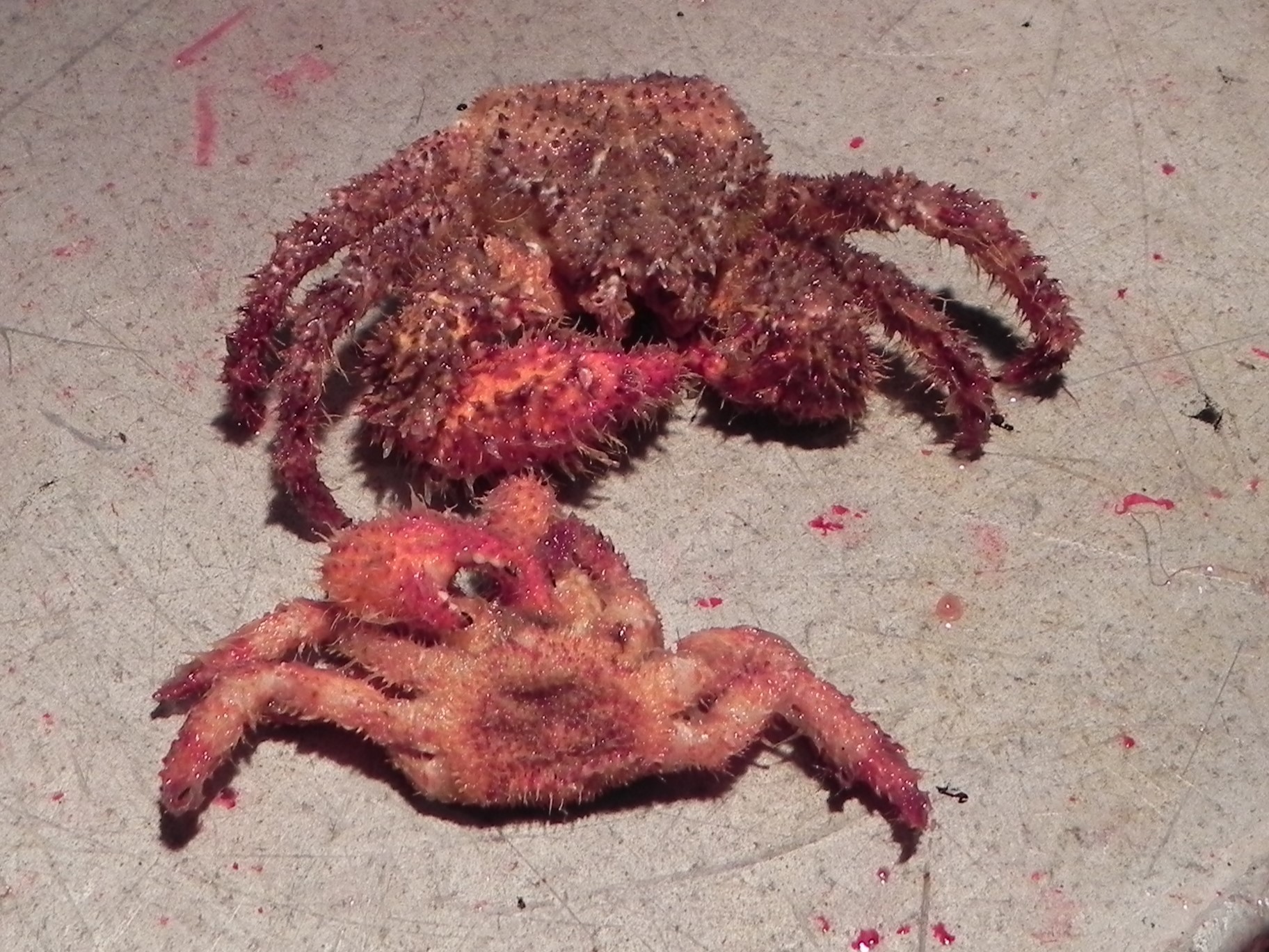 Acantholithodes hispidus (Stimpson, 1860)