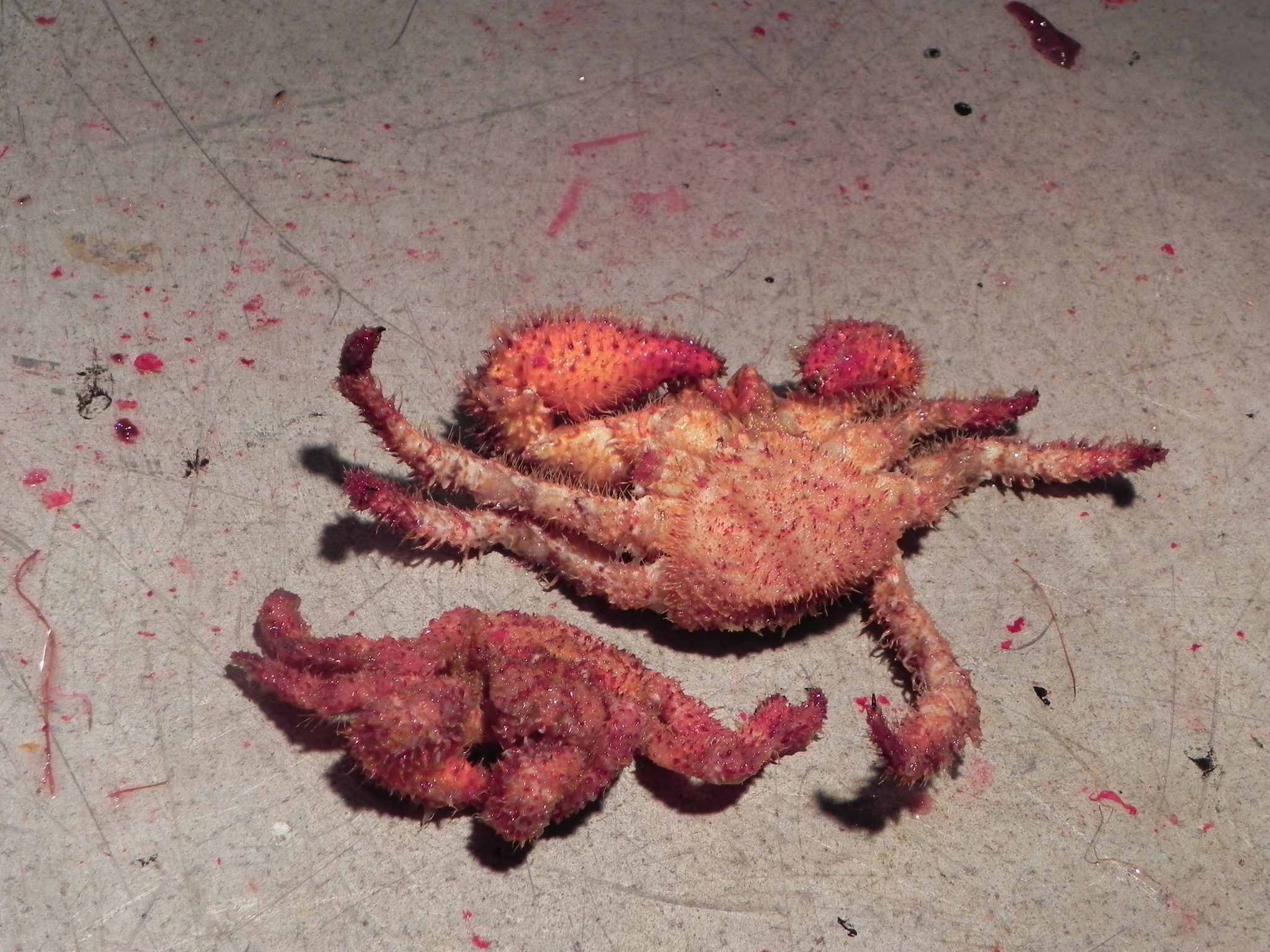 Acantholithodes hispidus (Stimpson, 1860)