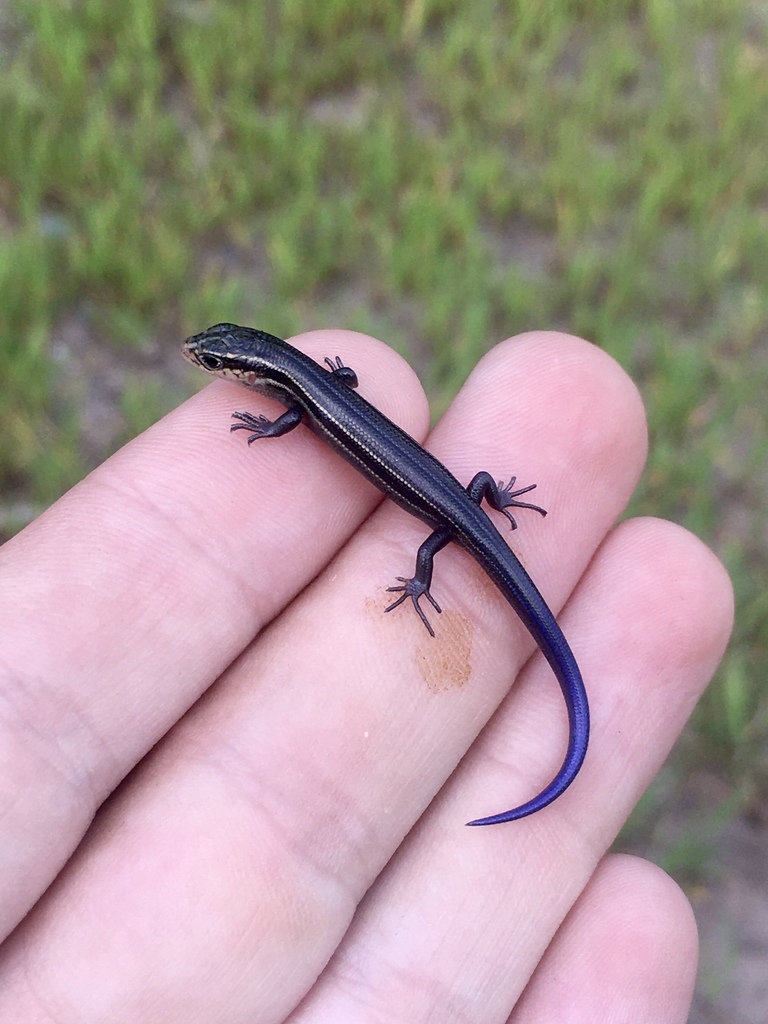 Prairie Skink from Dnr Rd, Big Lake, MN, US on August 01, 2021 at 11:09 ...