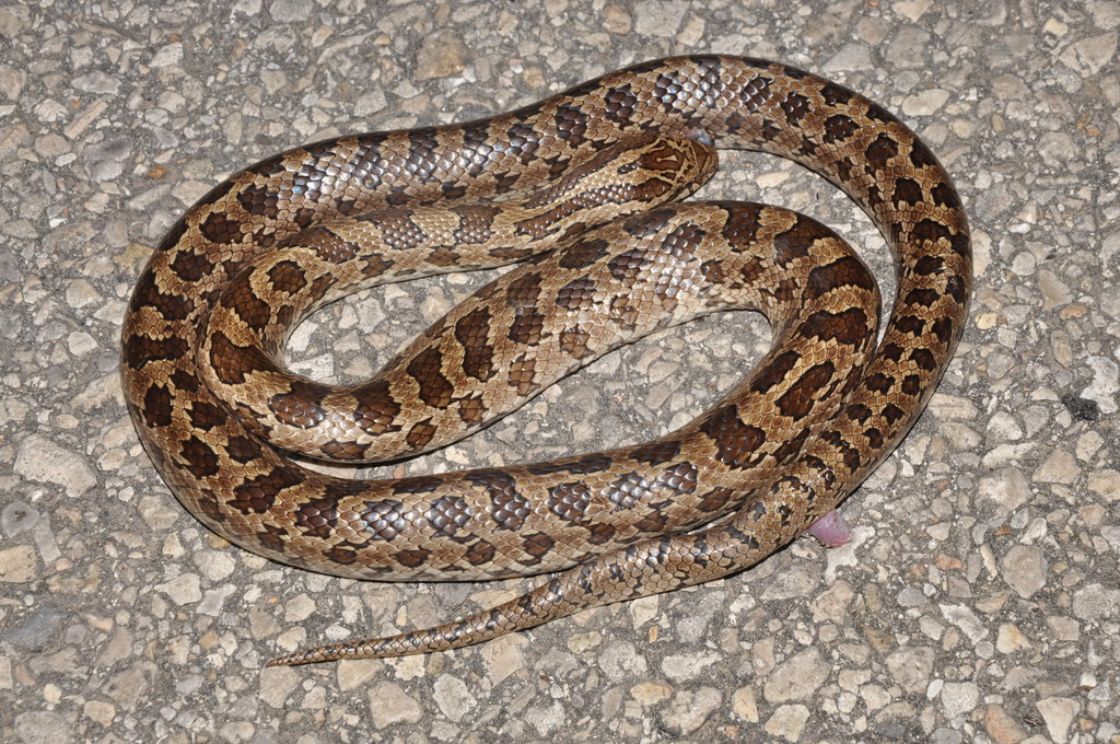 Prairie Kingsnake from Fort Bend County, TX, USA on April 2, 2018 at 09 ...