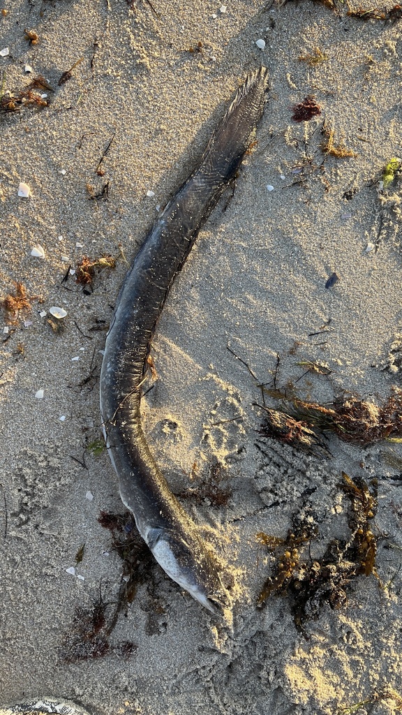 Short-finned Eel in August 2021 by Josie Jones · iNaturalist