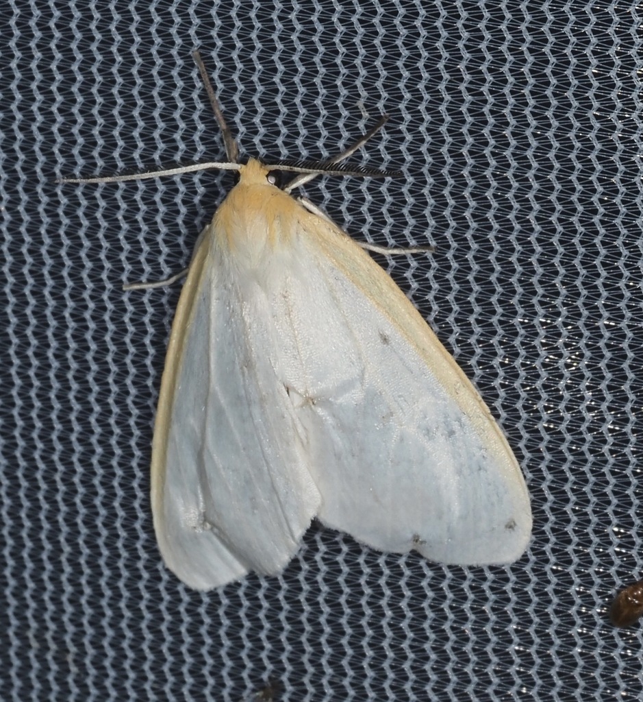 Delicate Cycnia Moth from Dames Quarter, MD, USA on July 30, 2021 at 11 ...