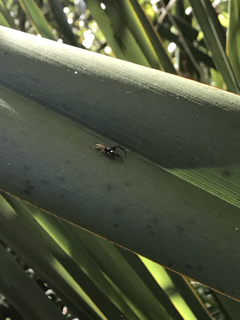 Black-headed Jumping Spider from Blockhouse Bay Recreation Reserve ...
