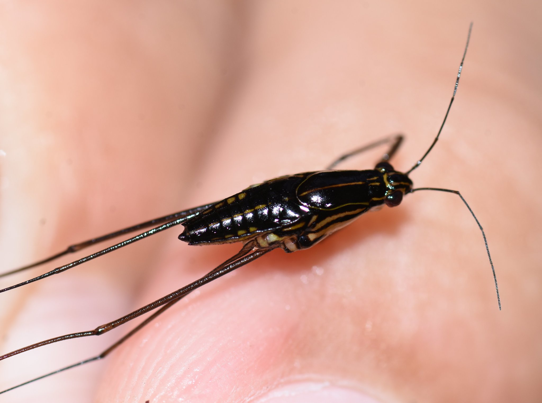 Limnogonus recens Drake & Harris, 1934