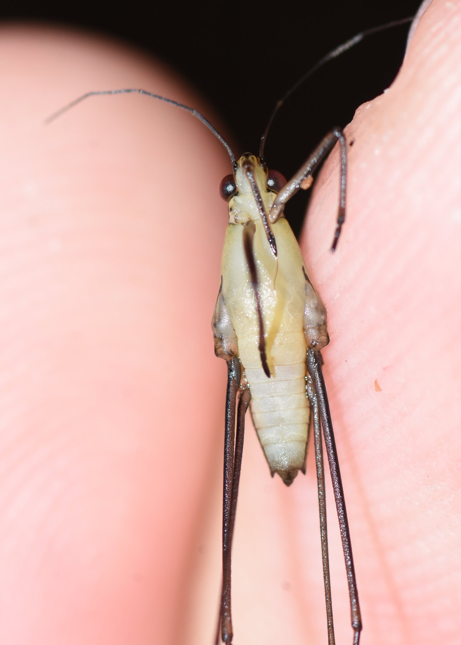 Limnogonus recens Drake & Harris, 1934